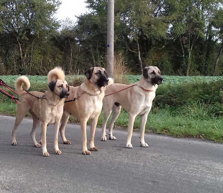 Accueil - Elevage du Domaine de Sara - eleveur de chiens Berger d ...